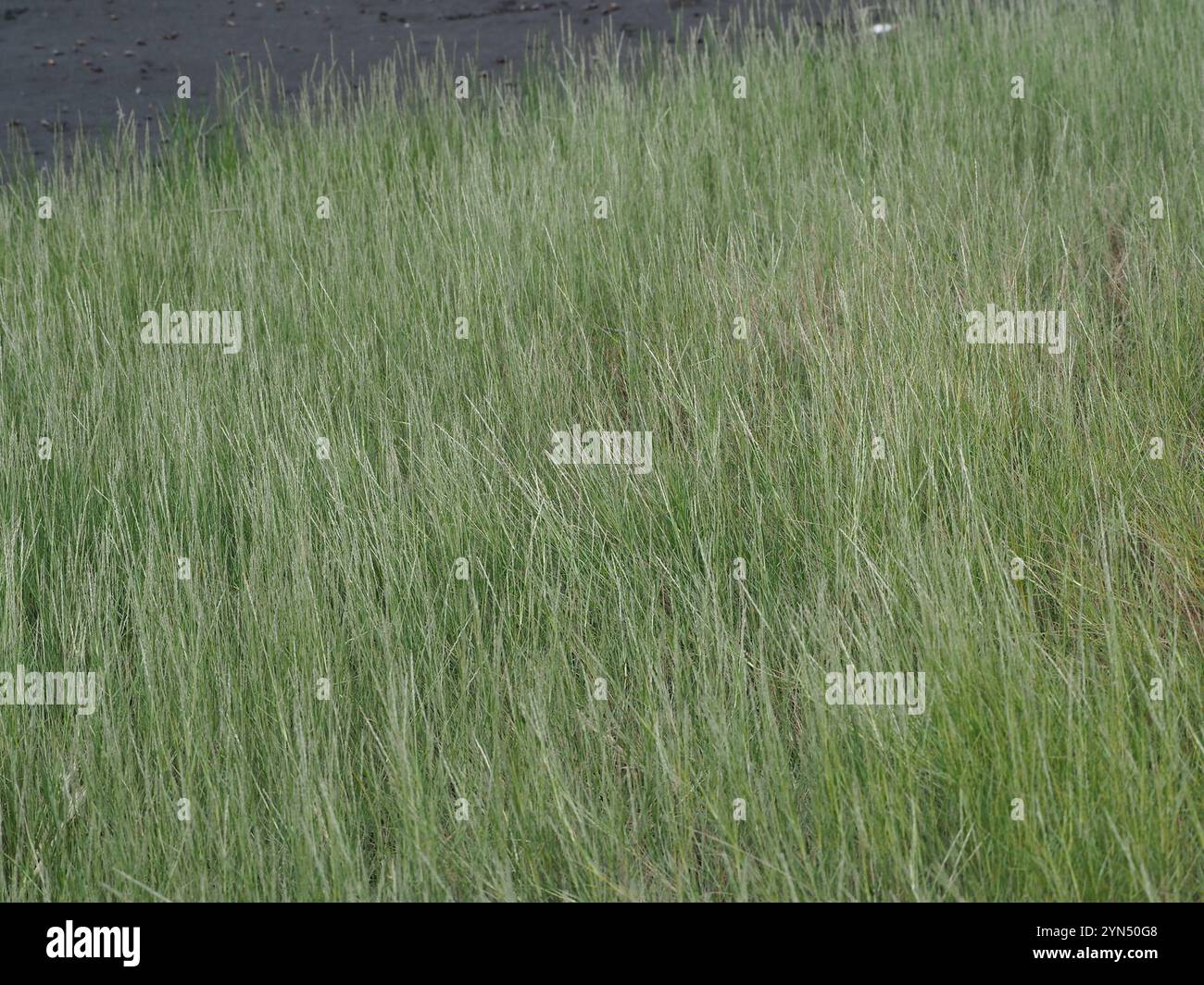 seashore dropseed (Sporobolus virginicus Stock Photo - Alamy
