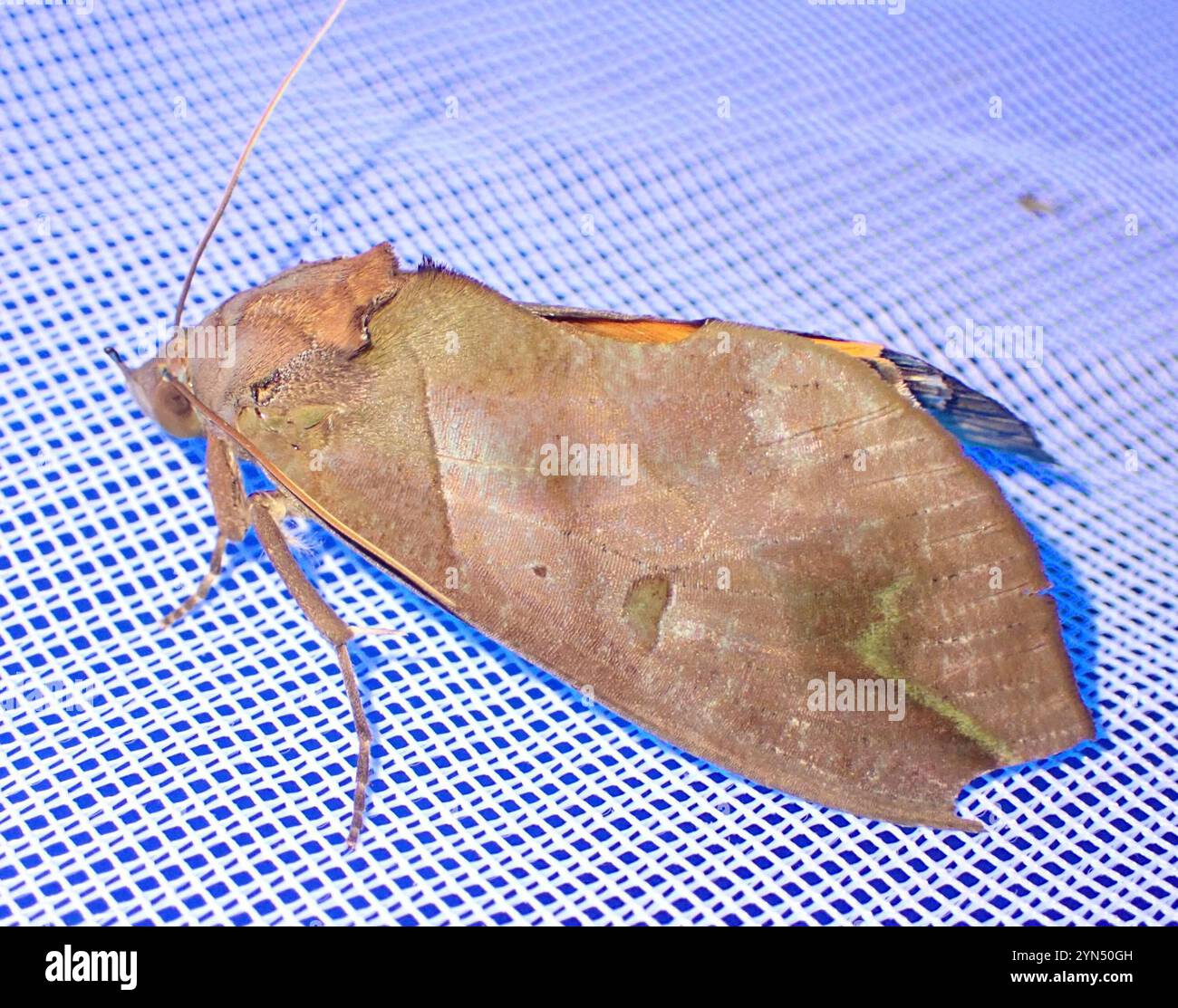Common fruit piercing moth hi-res stock photography and images - Alamy