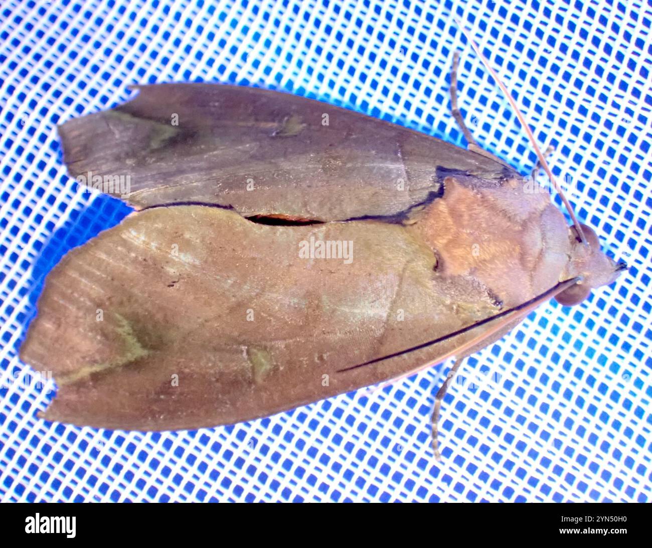 Fruit piercing moth hi-res stock photography and images - Alamy