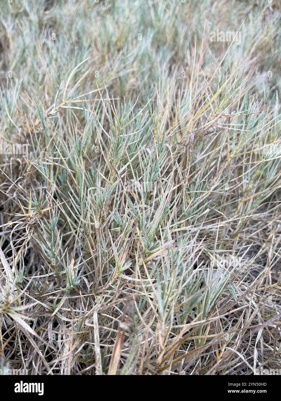 Saltgrass (Distichlis spicata Stock Photo - Alamy