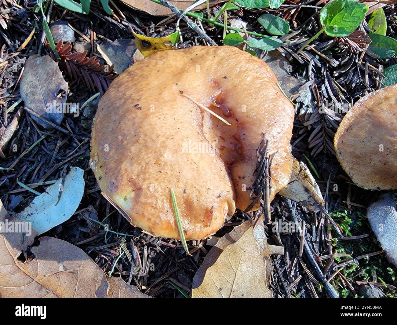 Fat Jack (Suillus caerulescens Stock Photo - Alamy