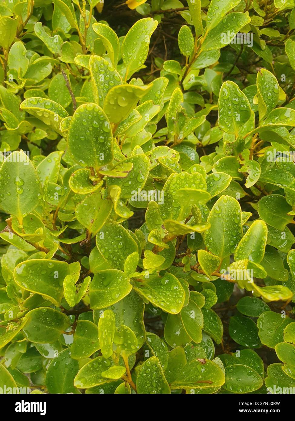 New Zealand Broadleaf (Griselinia littoralis Stock Photo - Alamy