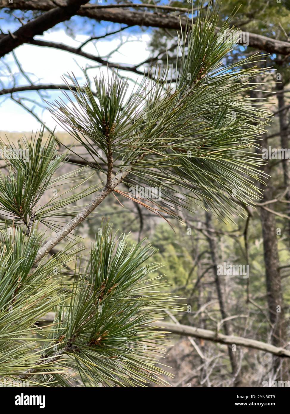 southwestern white pine (Pinus strobiformis Stock Photo - Alamy