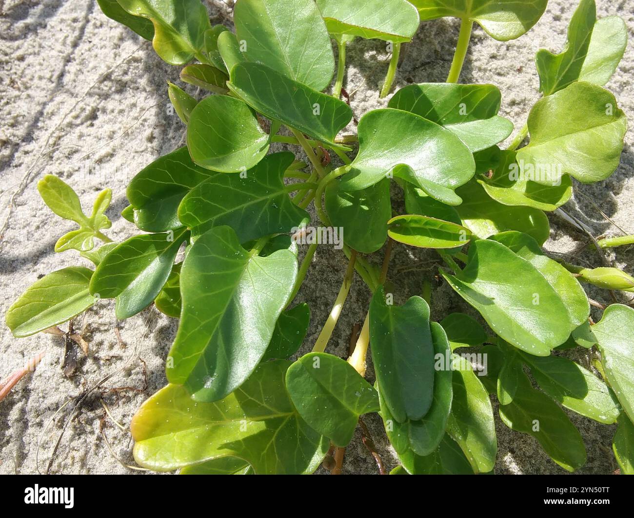 beach morning-glory (Ipomoea imperati Stock Photo - Alamy