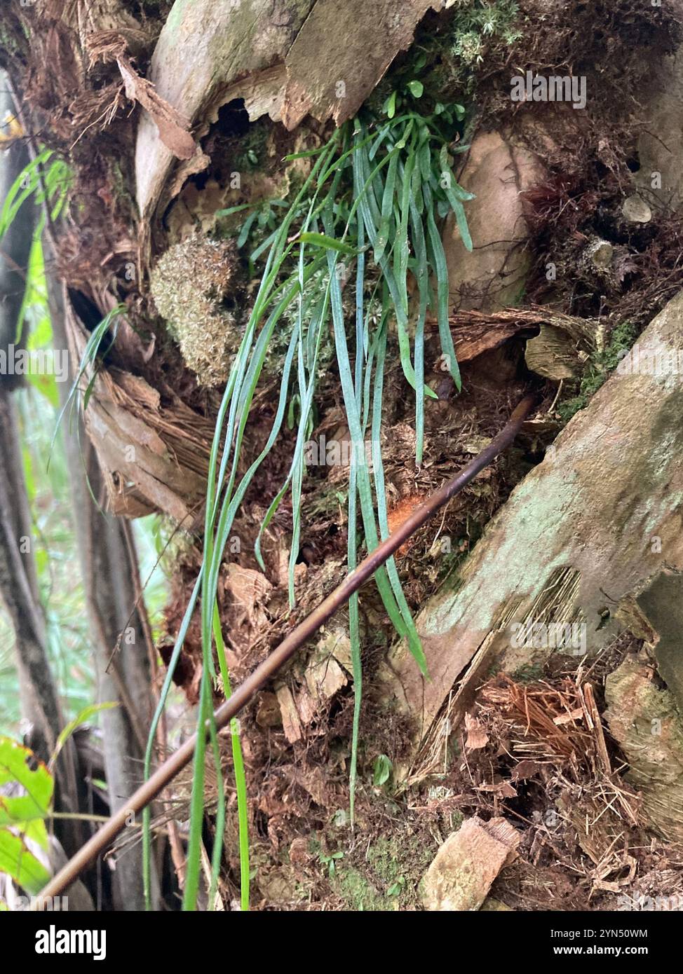 Shoestring Fern (Vittaria lineata Stock Photo - Alamy