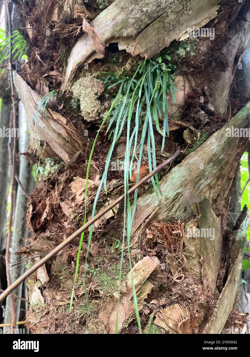 Shoestring Fern (Vittaria lineata Stock Photo - Alamy
