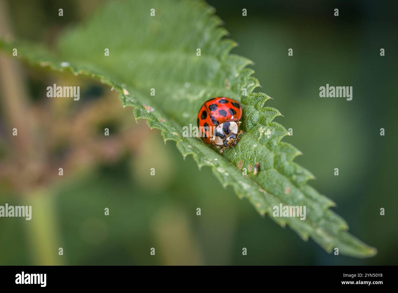 Ladybug sitting on a leave of a Stinging nettle in summer, Germany ...