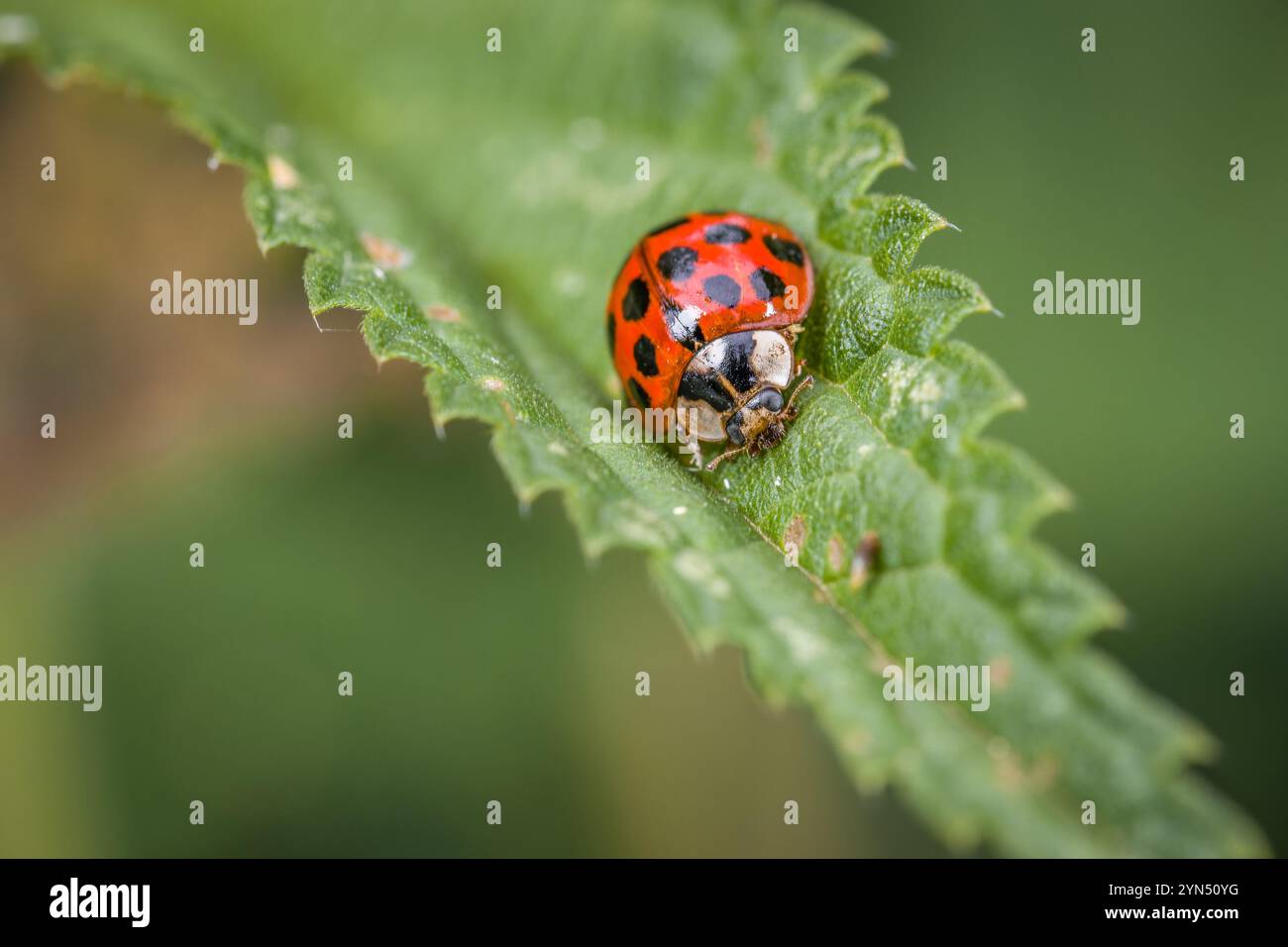 Ladybug sitting on a leave of a Stinging nettle in summer, Germany ...