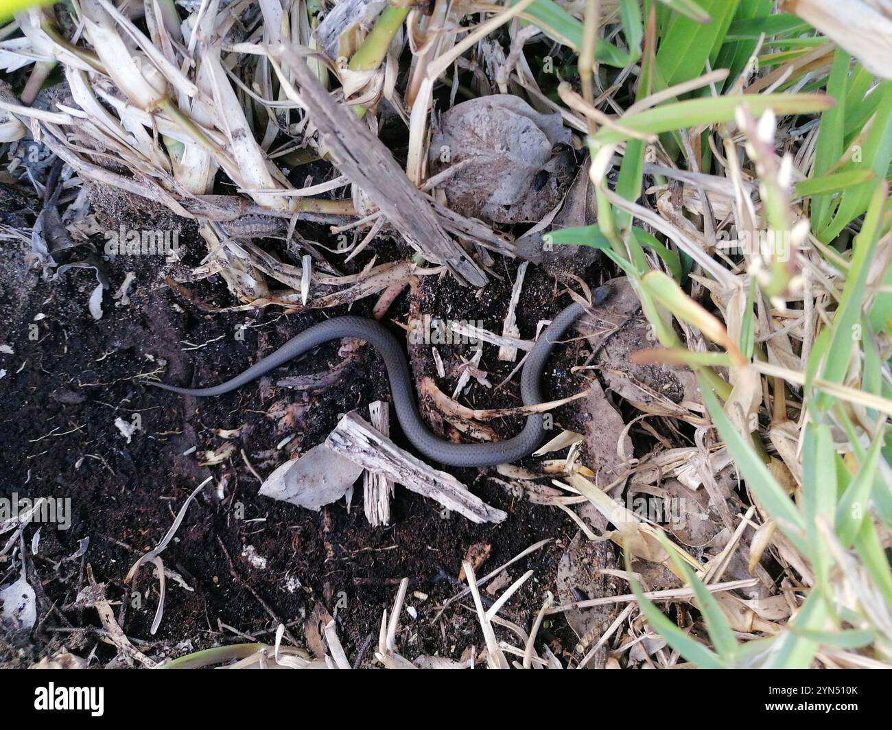 Common Slug-eater (Duberria lutrix Stock Photo - Alamy