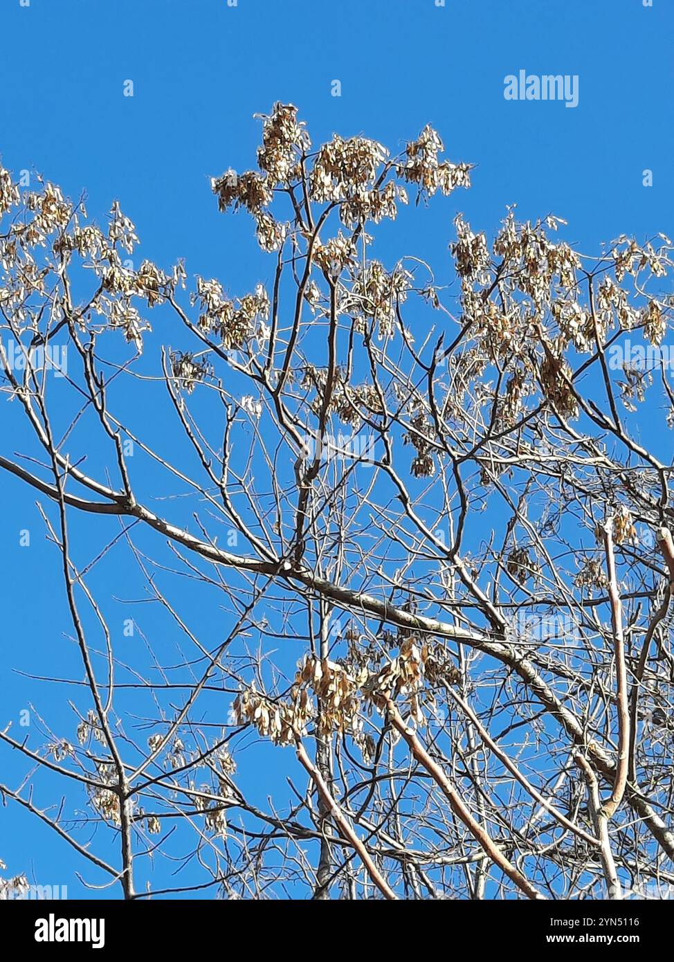tree-of-heaven (Ailanthus altissima Stock Photo - Alamy