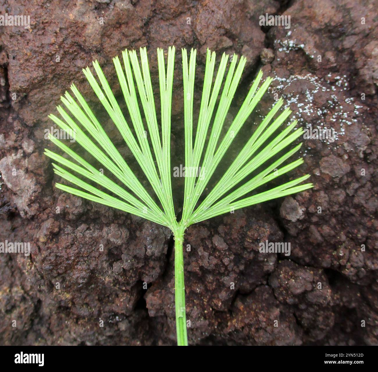 Fan-Leaved Fern (Actiniopteris radiata Stock Photo - Alamy