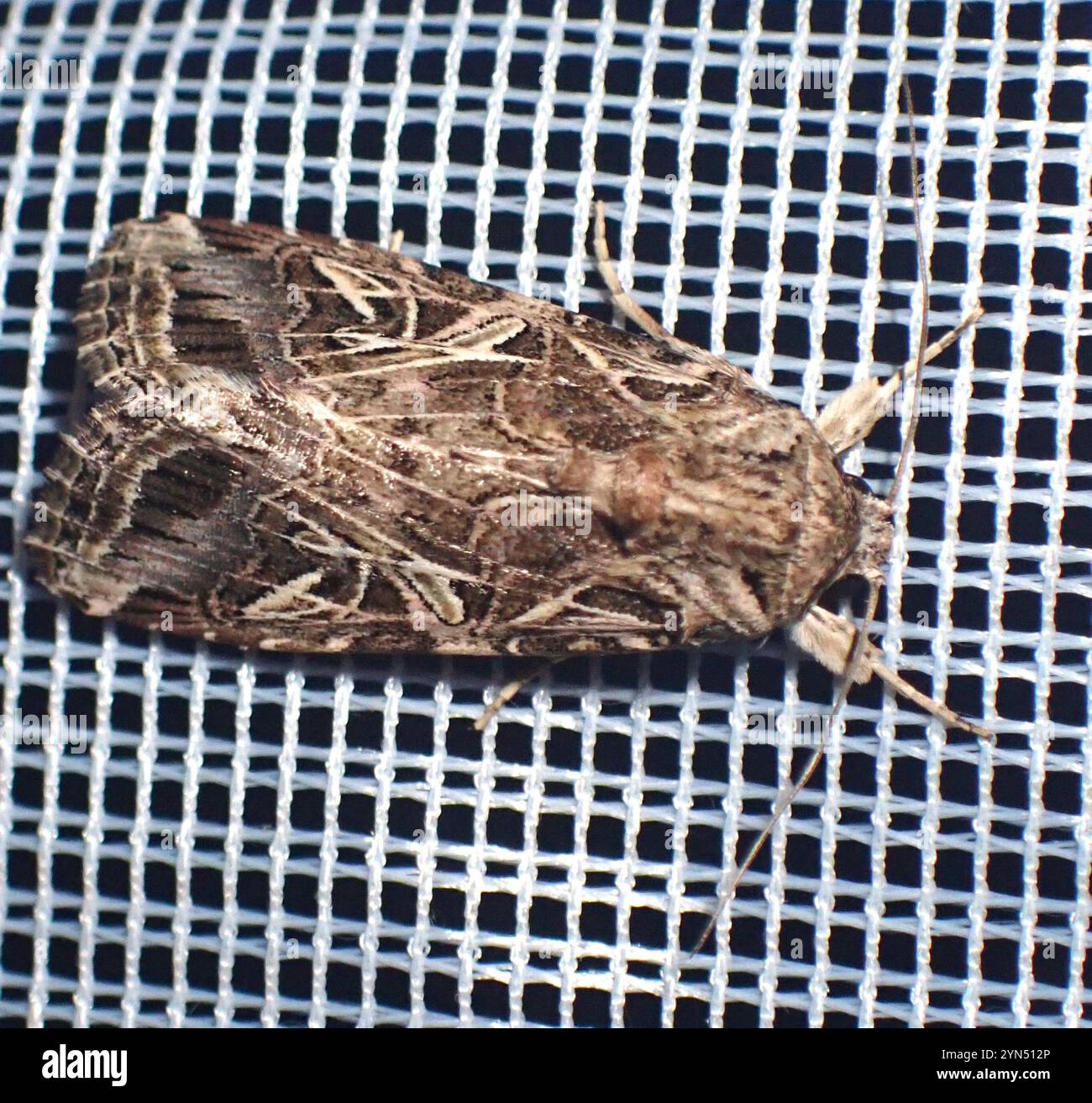 Mediterranean Brocade (Spodoptera littoralis Stock Photo - Alamy