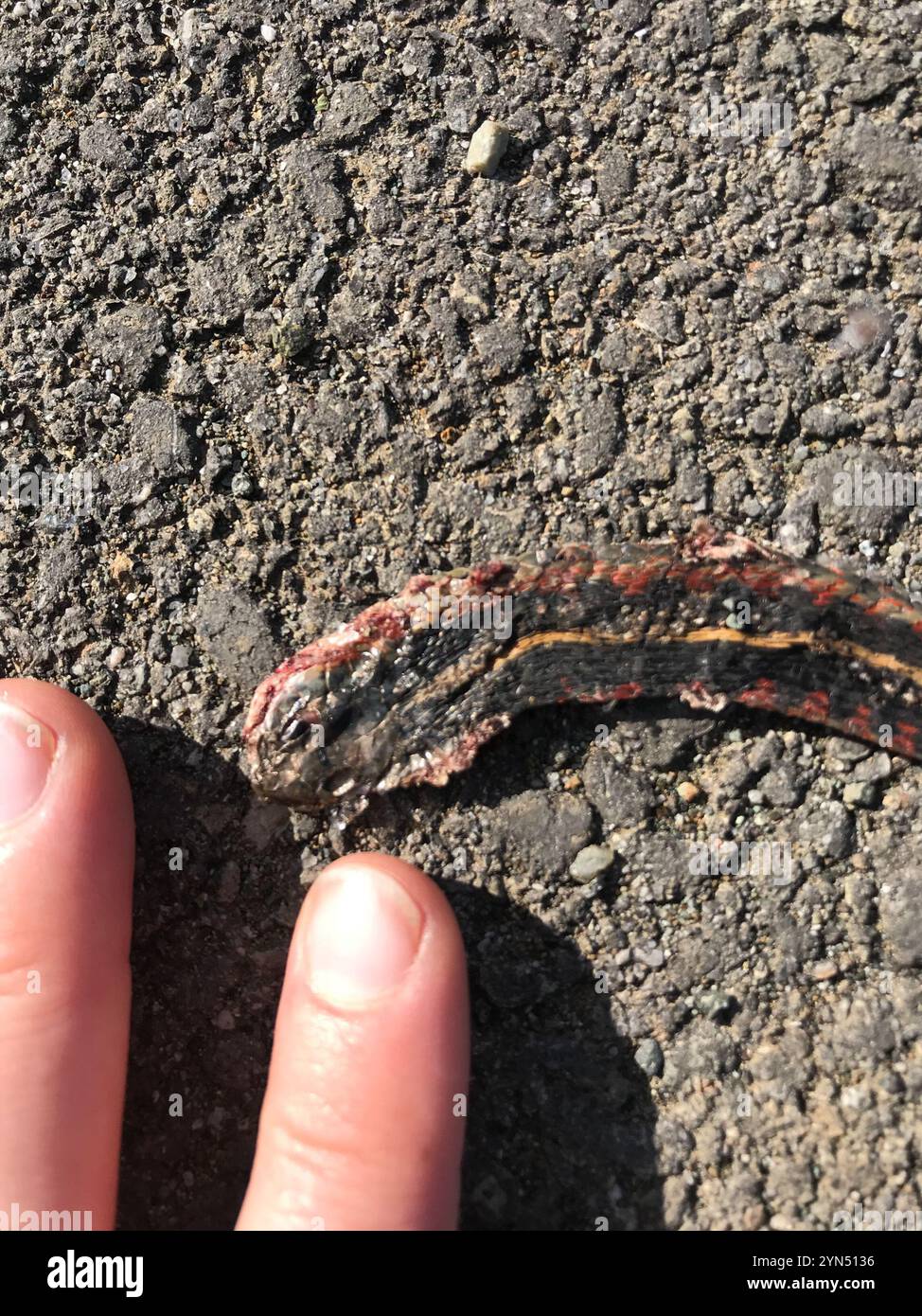Valley Garter Snake (Thamnophis sirtalis fitchi Stock Photo - Alamy