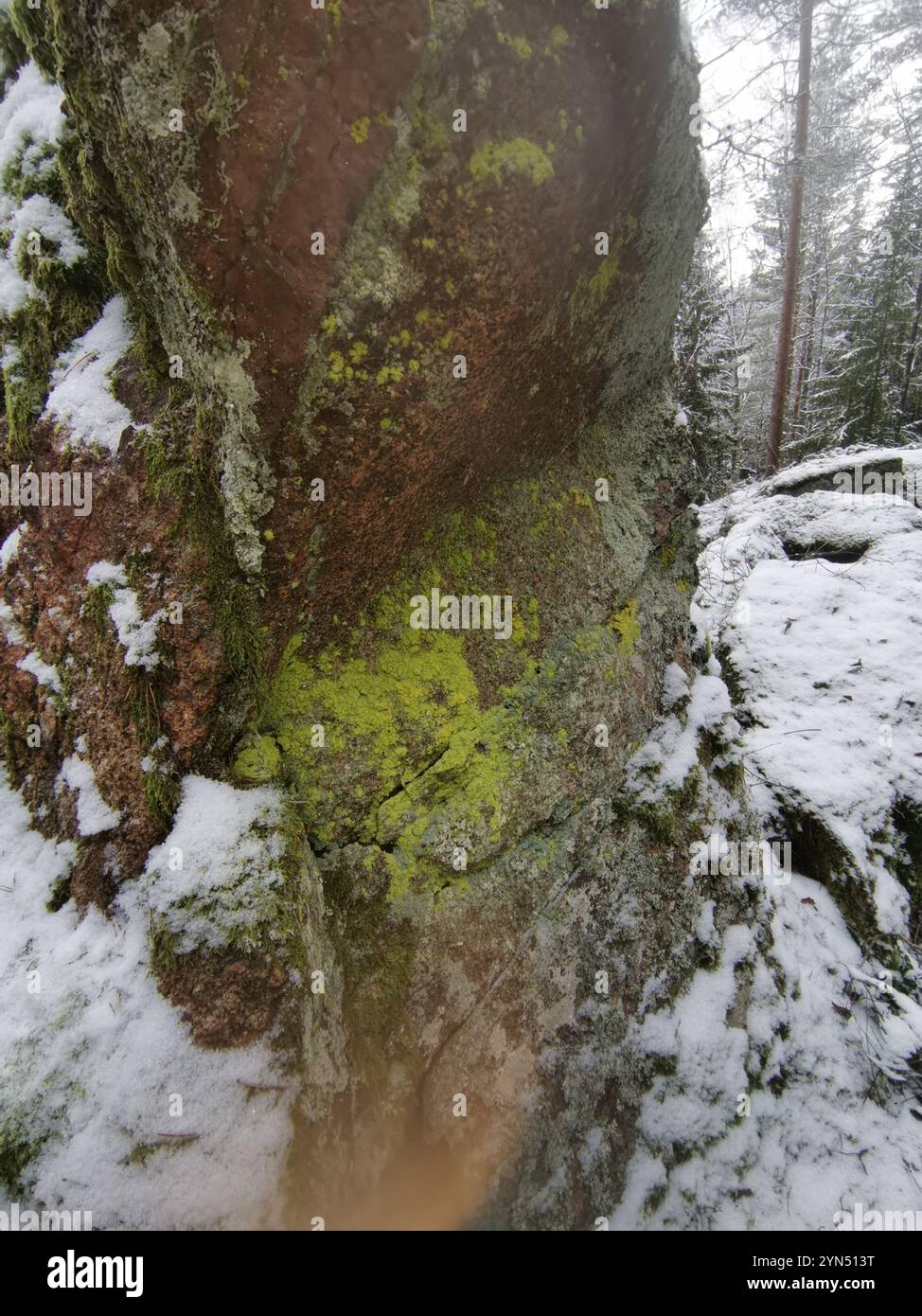 Chrysothrix chlorina hi-res stock photography and images - Alamy