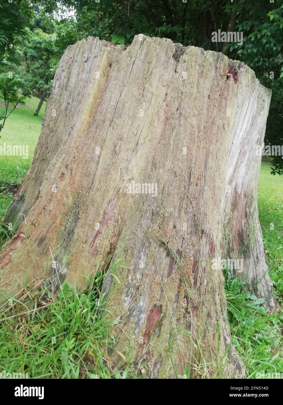 Gritty British soldiers lichen (Cladonia floerkeana Stock Photo - Alamy