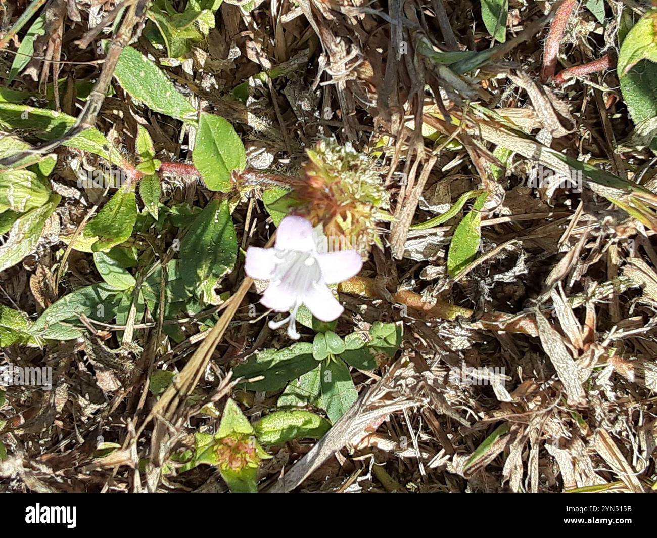 largeflower Mexican clover (Richardia grandiflora Stock Photo - Alamy