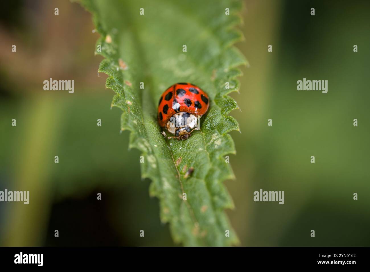 Ladybug sitting on a leave of a Stinging nettle in summer, Germany ...
