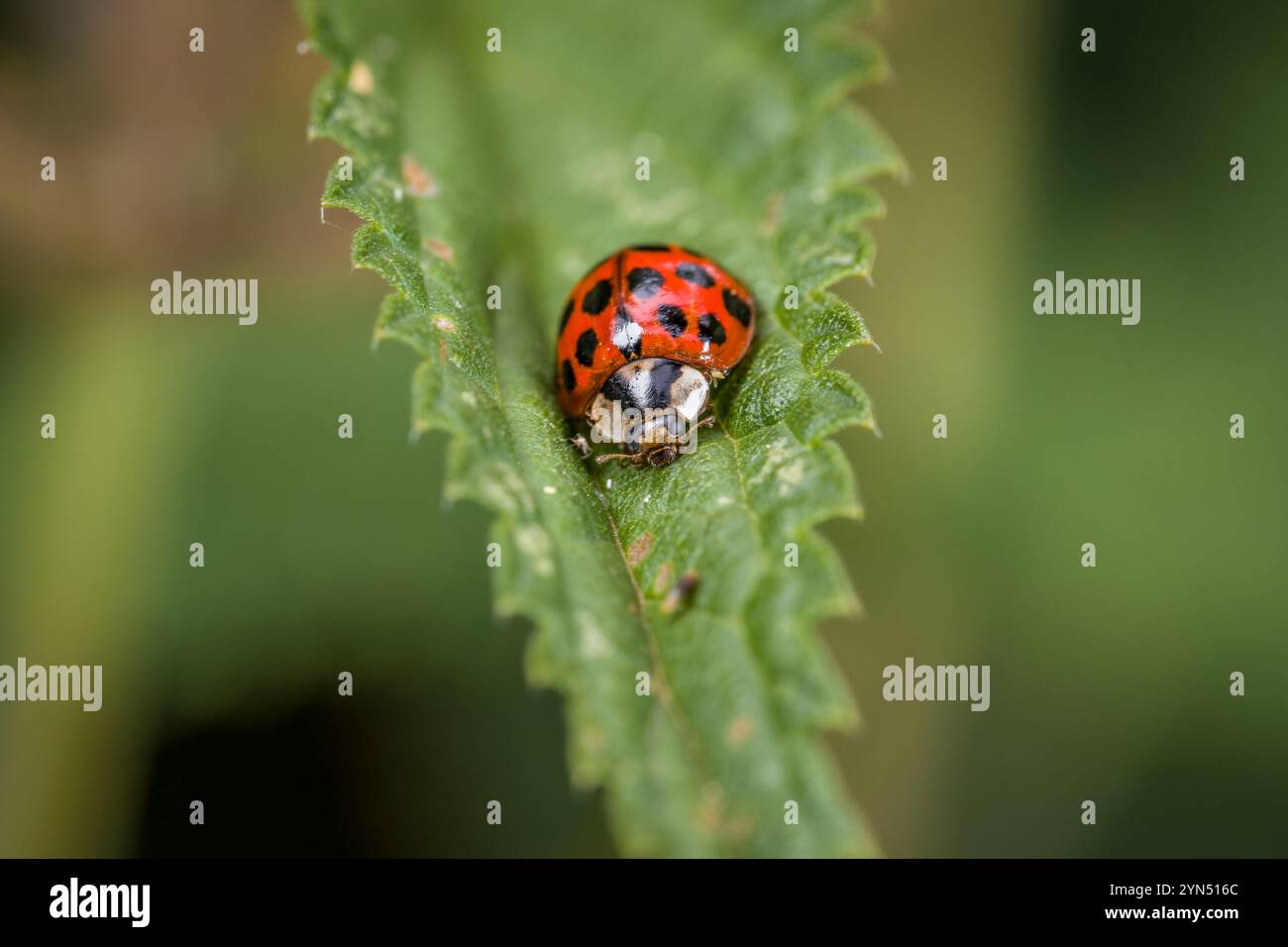 Ladybug sitting on a leave of a Stinging nettle in summer, Germany ...