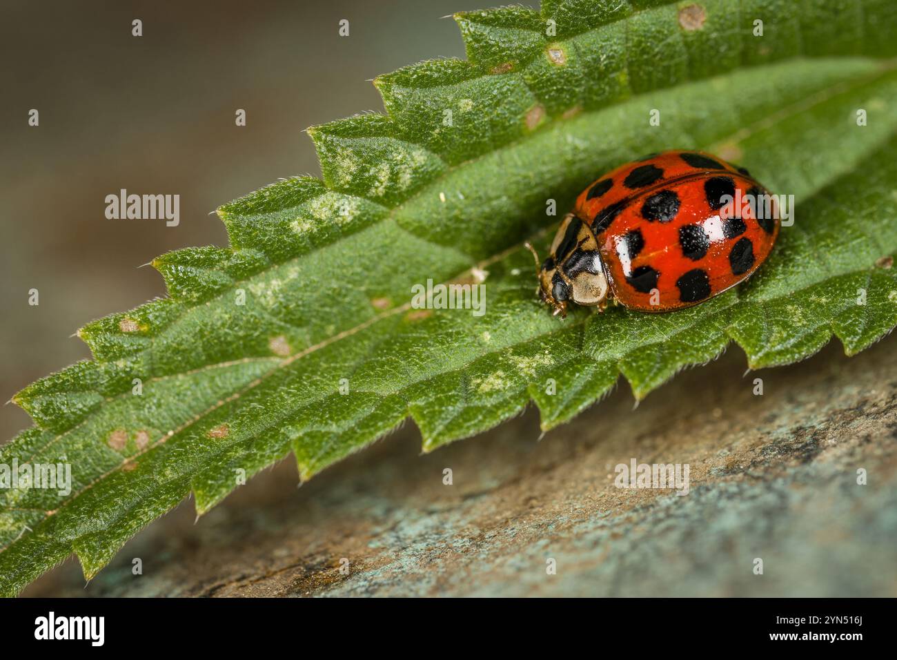 Ladybug sitting on a leave of a Stinging nettle in summer, Germany ...