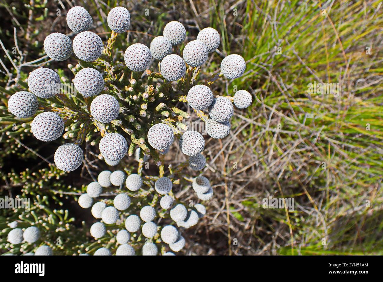 Cone Stompie (Brunia noduliflora Stock Photo - Alamy