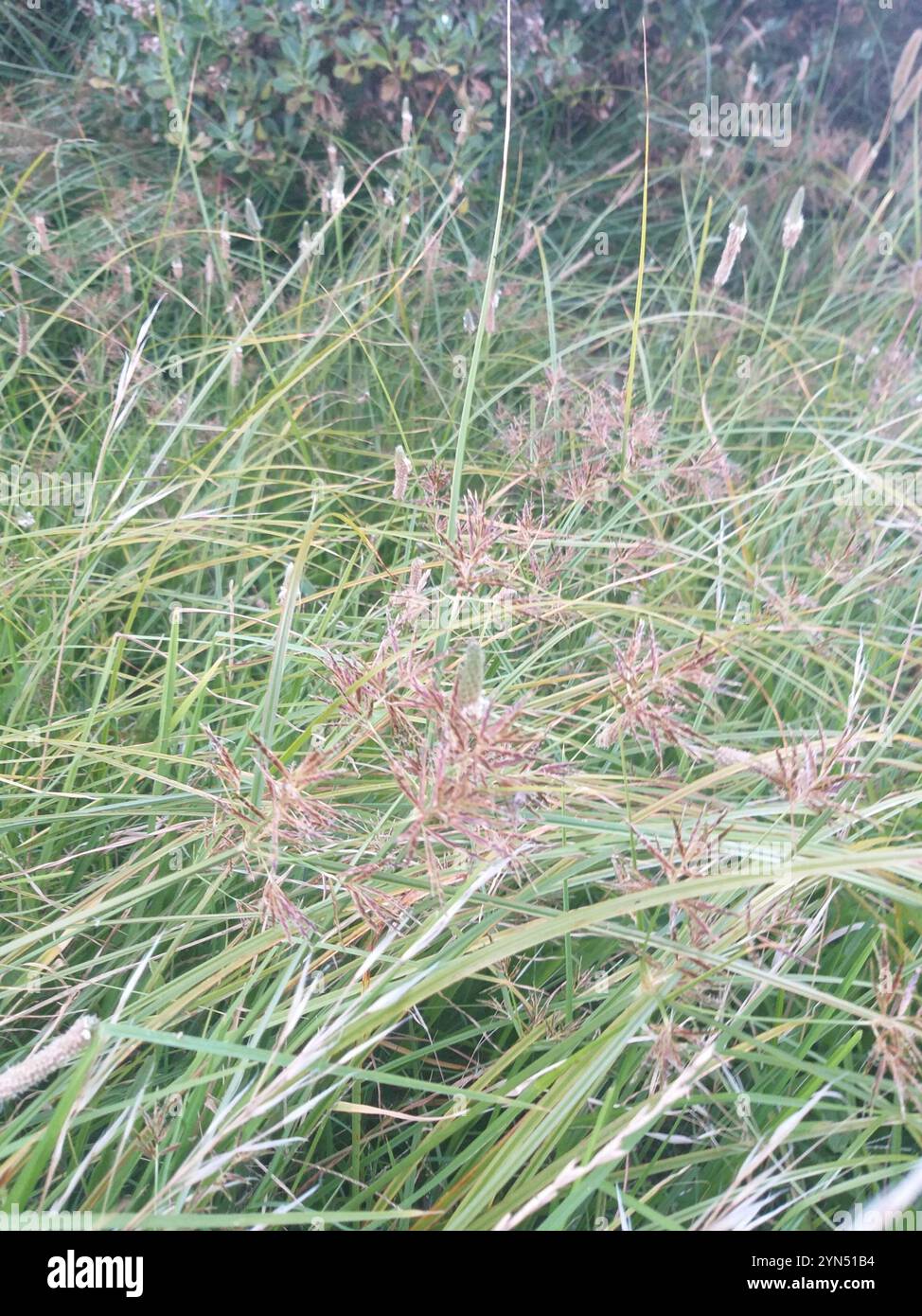 Sweet Cyperus (Cyperus longus tenuiflorus Stock Photo - Alamy