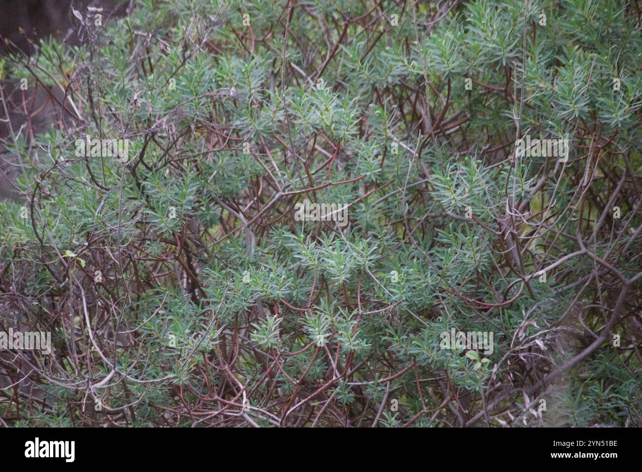 tree spurge (Euphorbia dendroides Stock Photo - Alamy