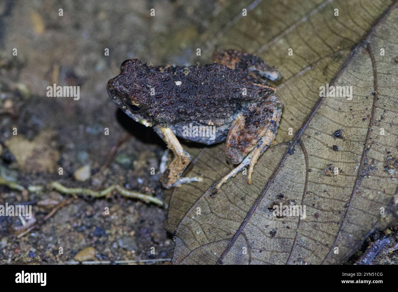 Tungara frog hi-res stock photography and images - Alamy