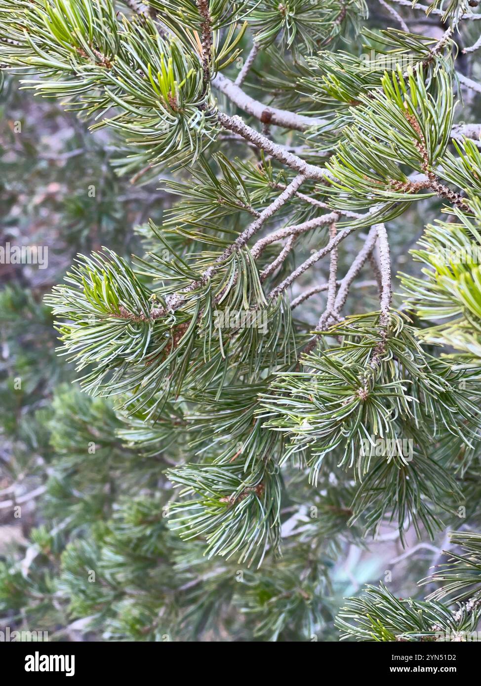 Pinus cembroides hi-res stock photography and images - Alamy