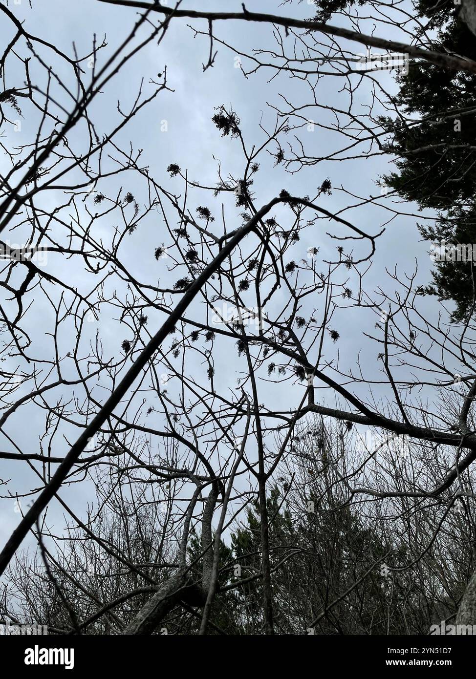 Prairie flameleaf sumac (Rhus lanceolata Stock Photo - Alamy