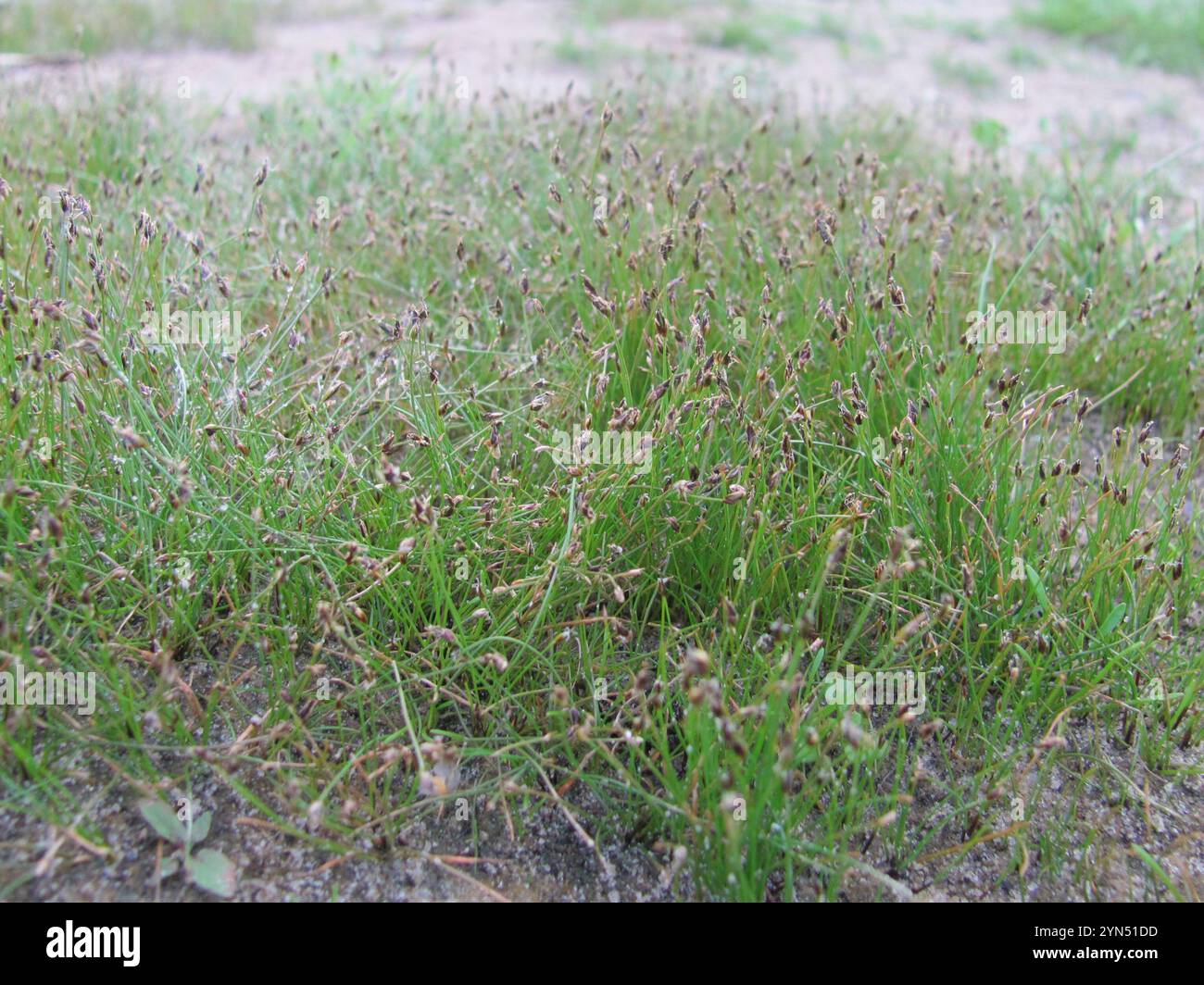Needle Spikerush (Eleocharis acicularis Stock Photo - Alamy