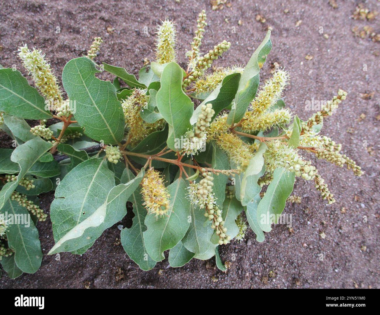 Leadwood (Combretum imberbe Stock Photo - Alamy