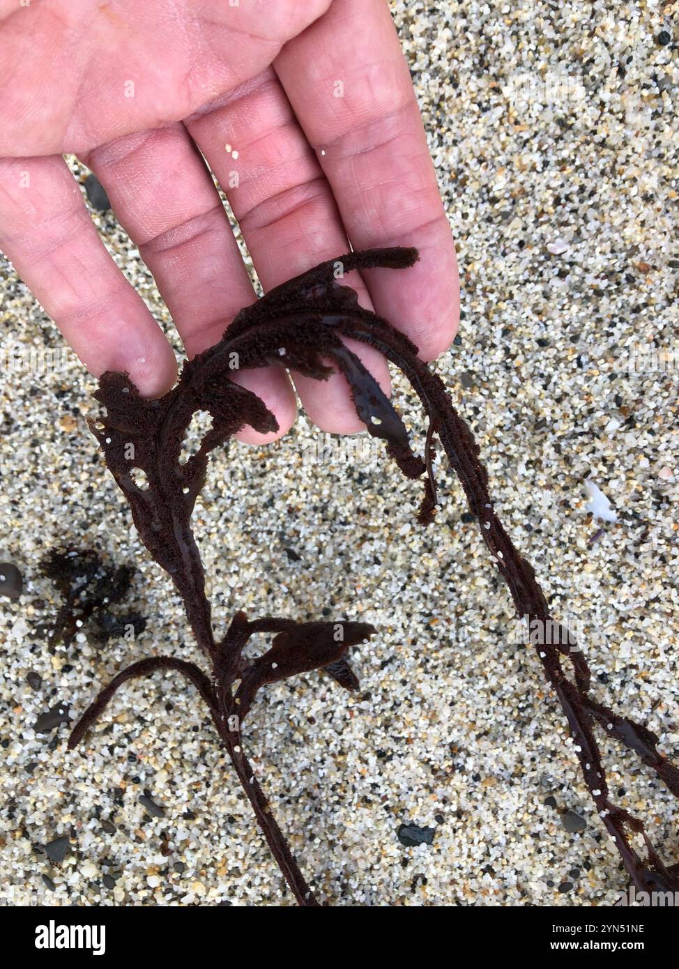 red sea leaf (Erythrophyllum delesserioides Stock Photo - Alamy