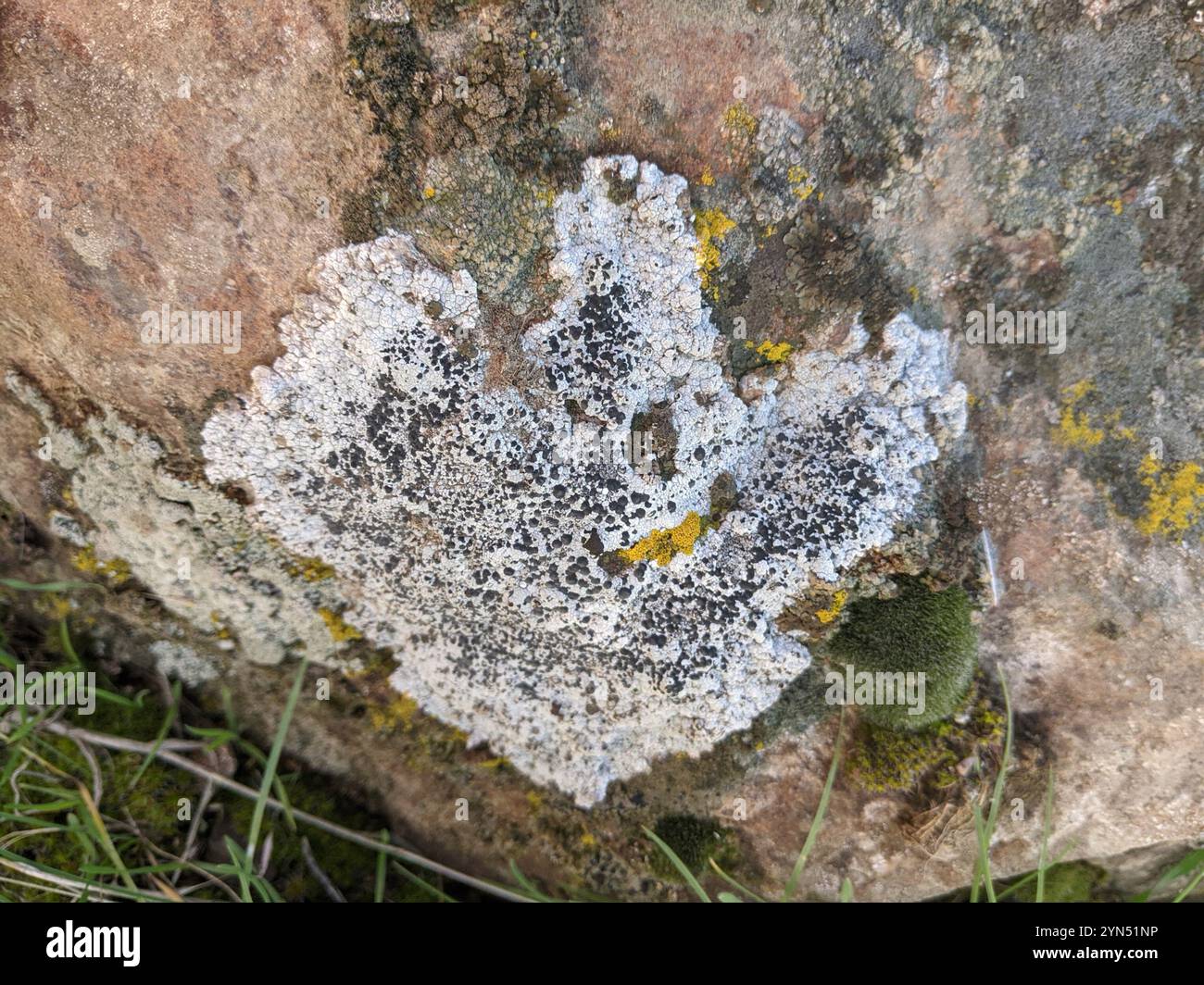 Tile Lichens (Lecidea Stock Photo - Alamy