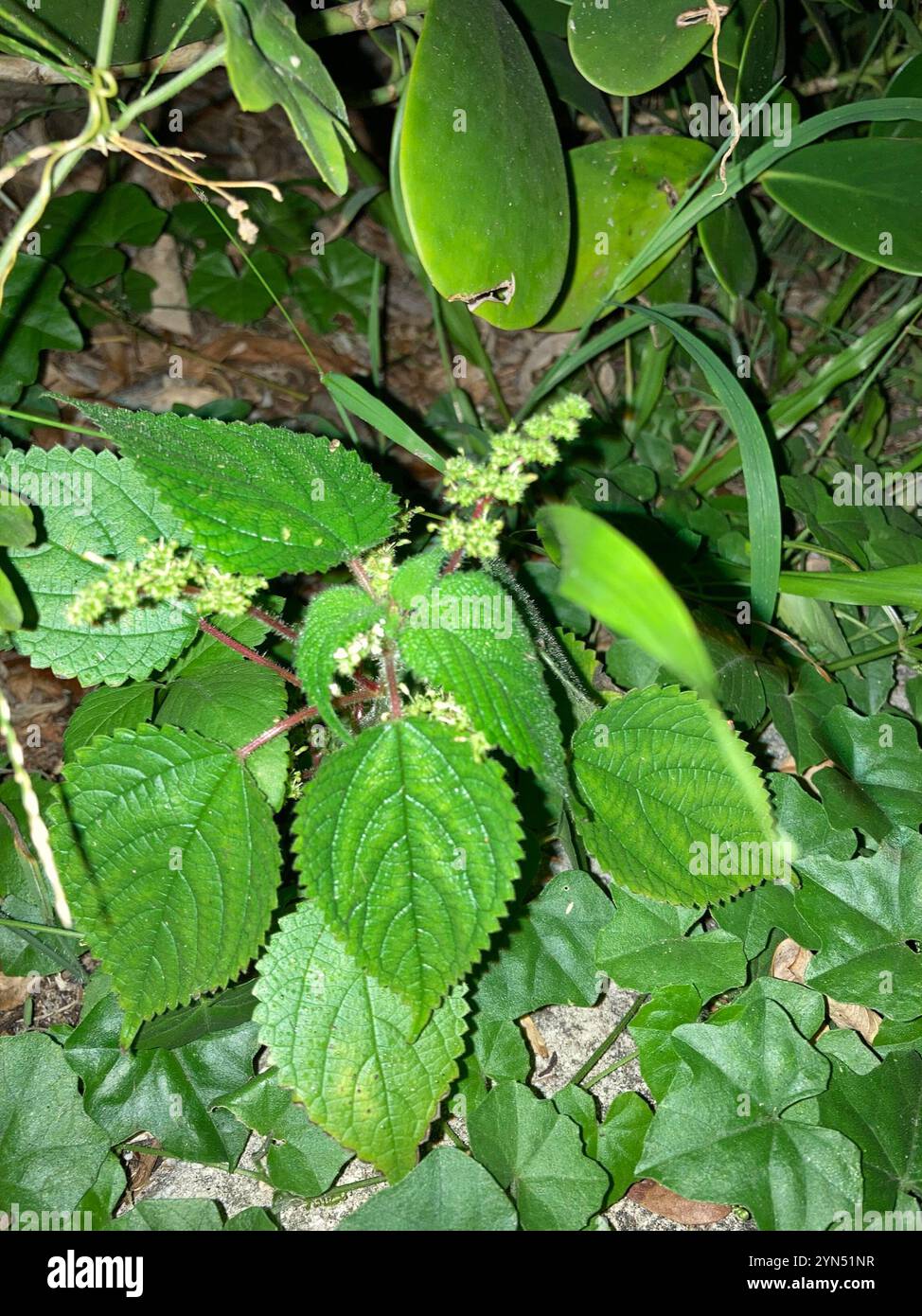 West Indian woodnettle (Laportea aestuans Stock Photo - Alamy