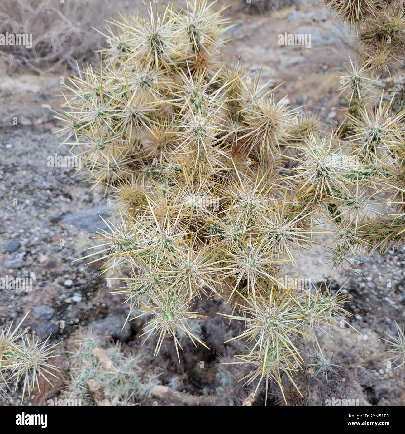 Silver Cholla (Cylindropuntia echinocarpa Stock Photo - Alamy
