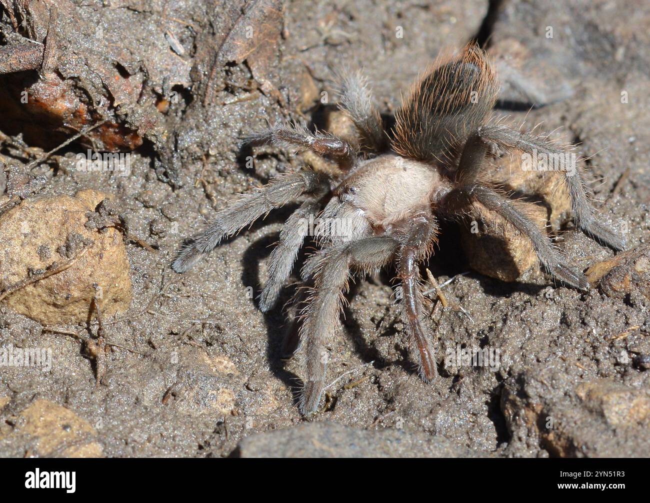 Texas Brown Tarantula (Aphonopelma hentzi Stock Photo - Alamy