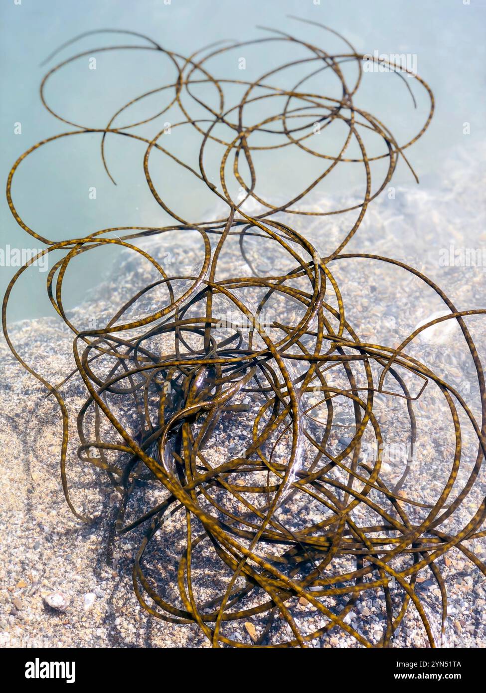 Mermaids pool cornwall hi-res stock photography and images - Alamy