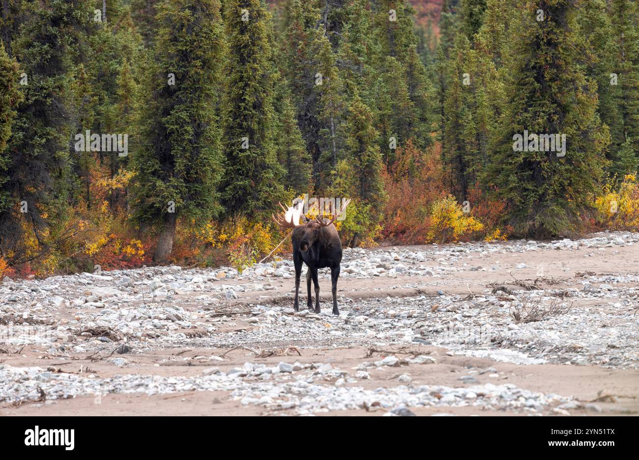 Alaska Yukon Bull Moose in Denali National Park Alaska in Autumn Stock ...