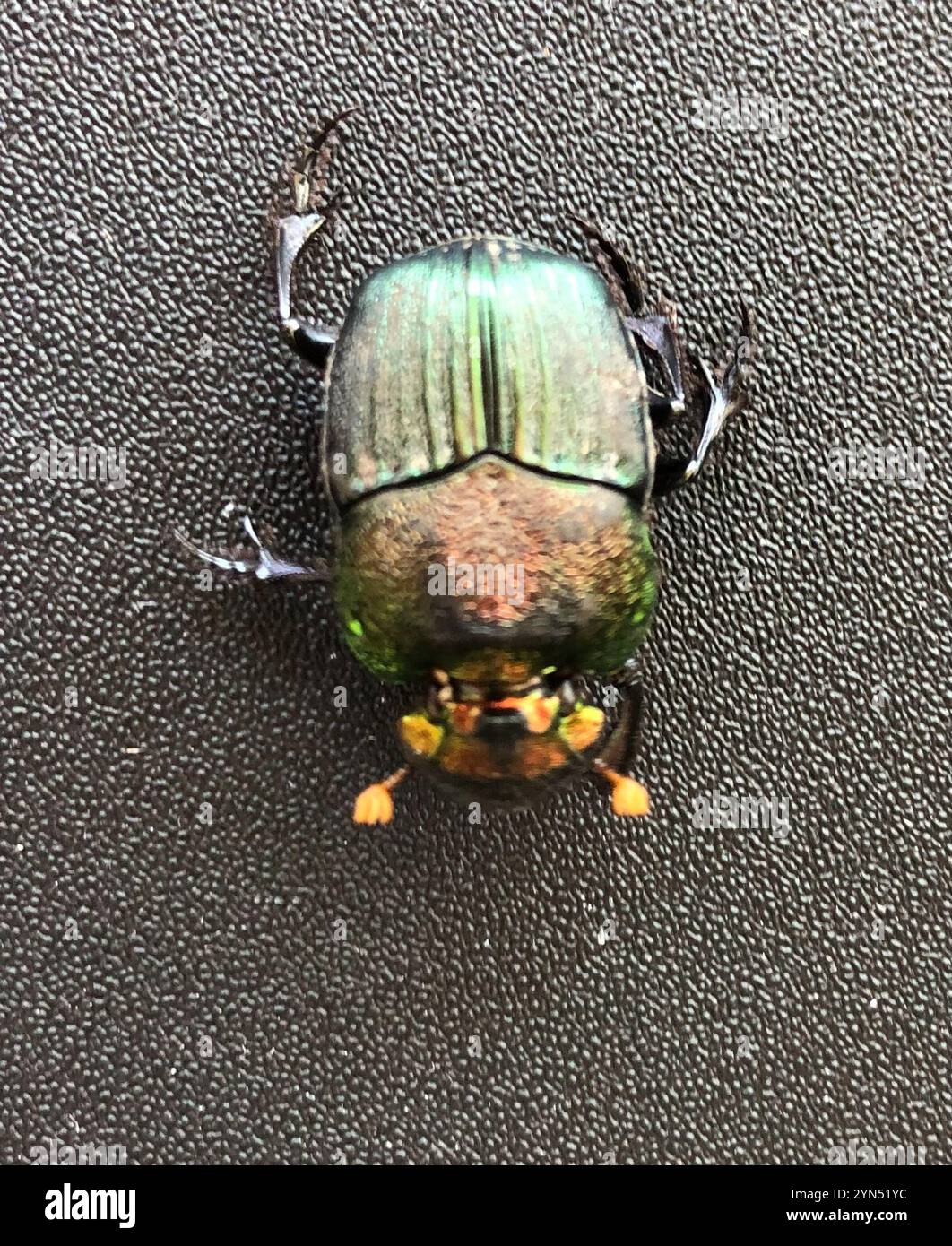 Rainbow Scarab (Phanaeus vindex Stock Photo - Alamy