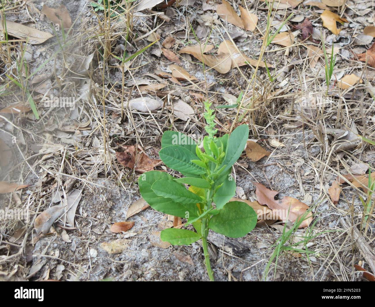 Showy Rattlebox (Crotalaria spectabilis Stock Photo - Alamy