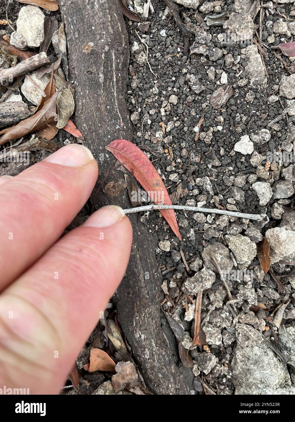 Prairie flameleaf sumac (Rhus lanceolata Stock Photo - Alamy