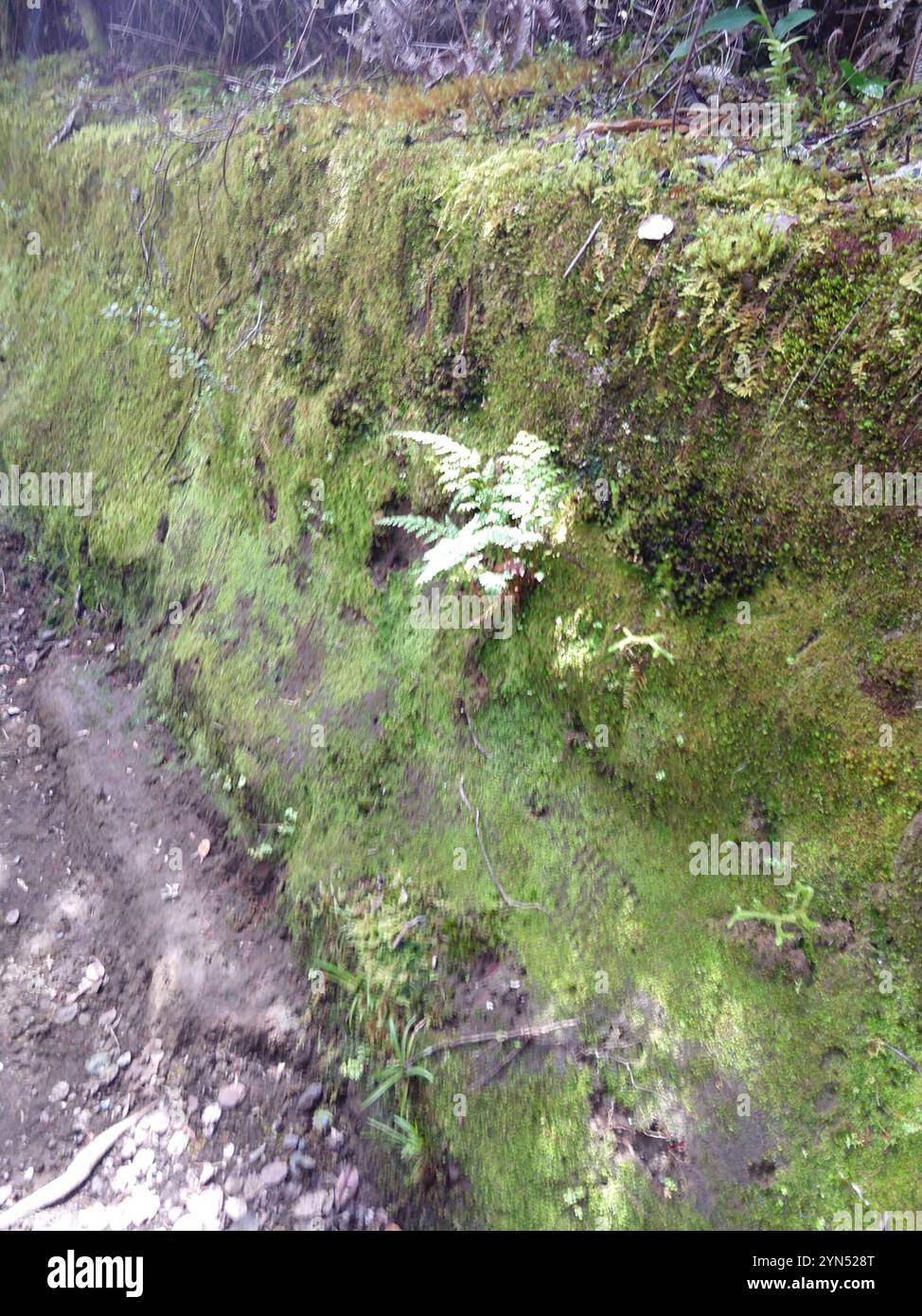 Fairy Fern (Odontosoria chinensis Stock Photo - Alamy