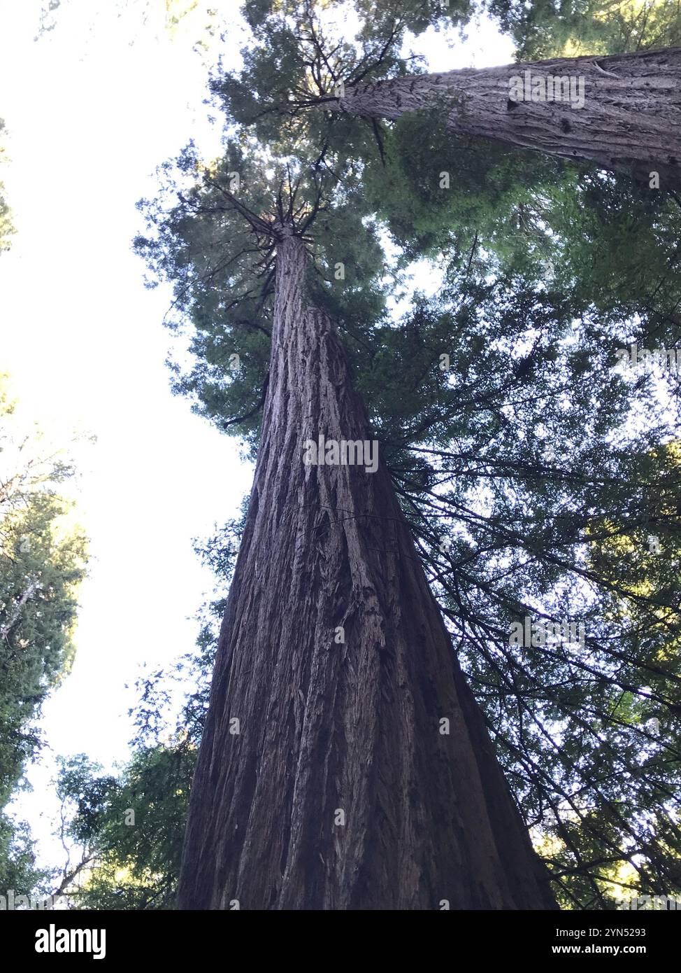 coast redwood (Sequoia sempervirens Stock Photo - Alamy