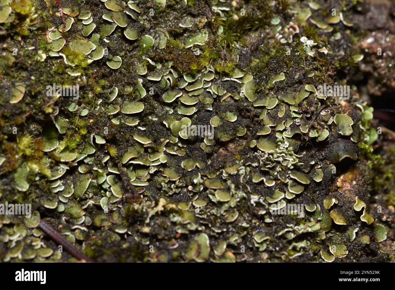 Fishscale Lichens (Psora Stock Photo - Alamy