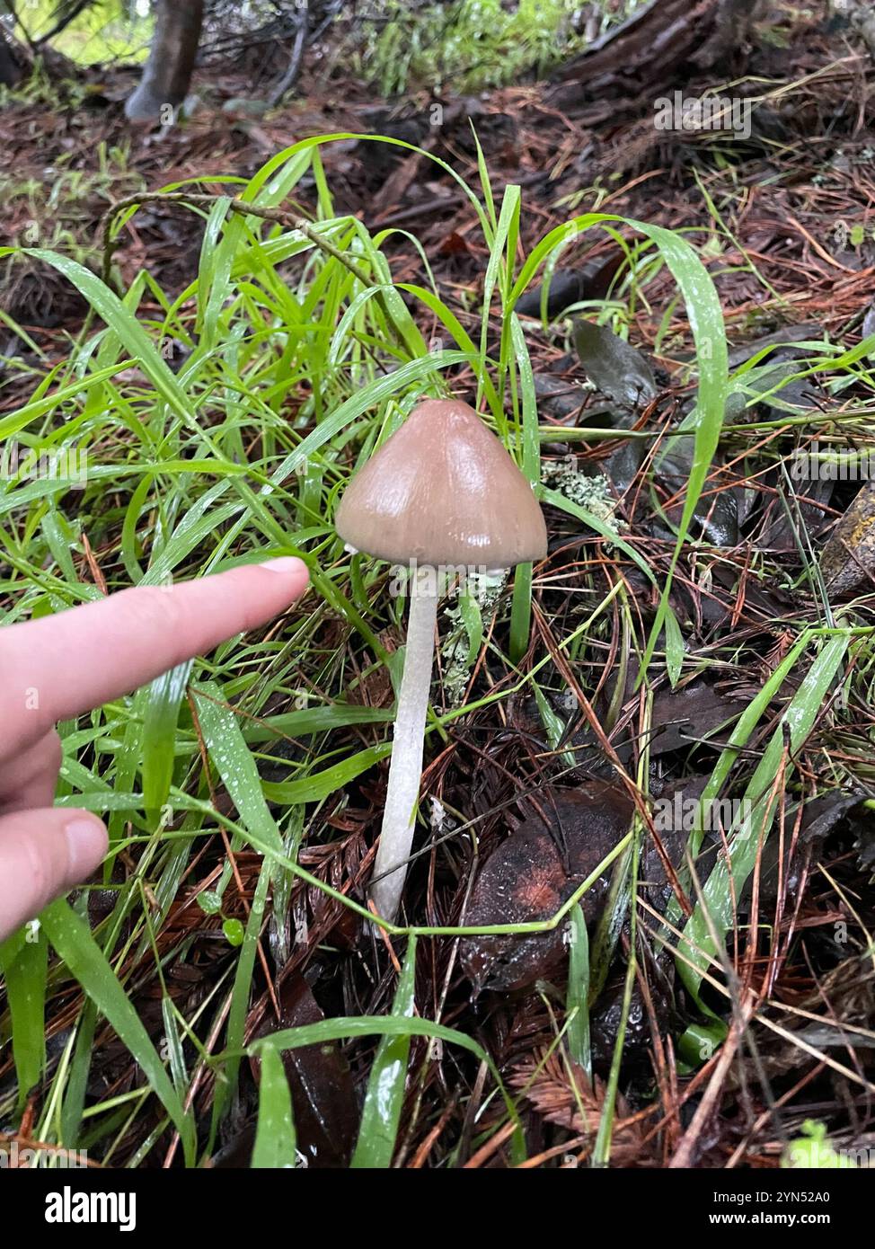 Tall Psathyrella (Psathyrella longipes Stock Photo - Alamy