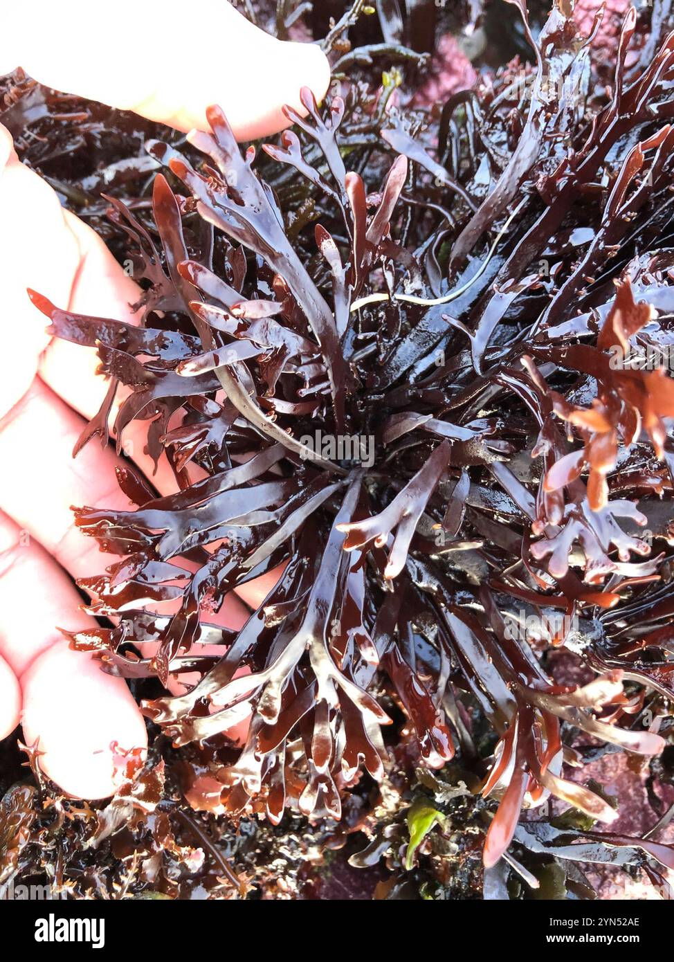 red algae (Rhodophyta Stock Photo - Alamy