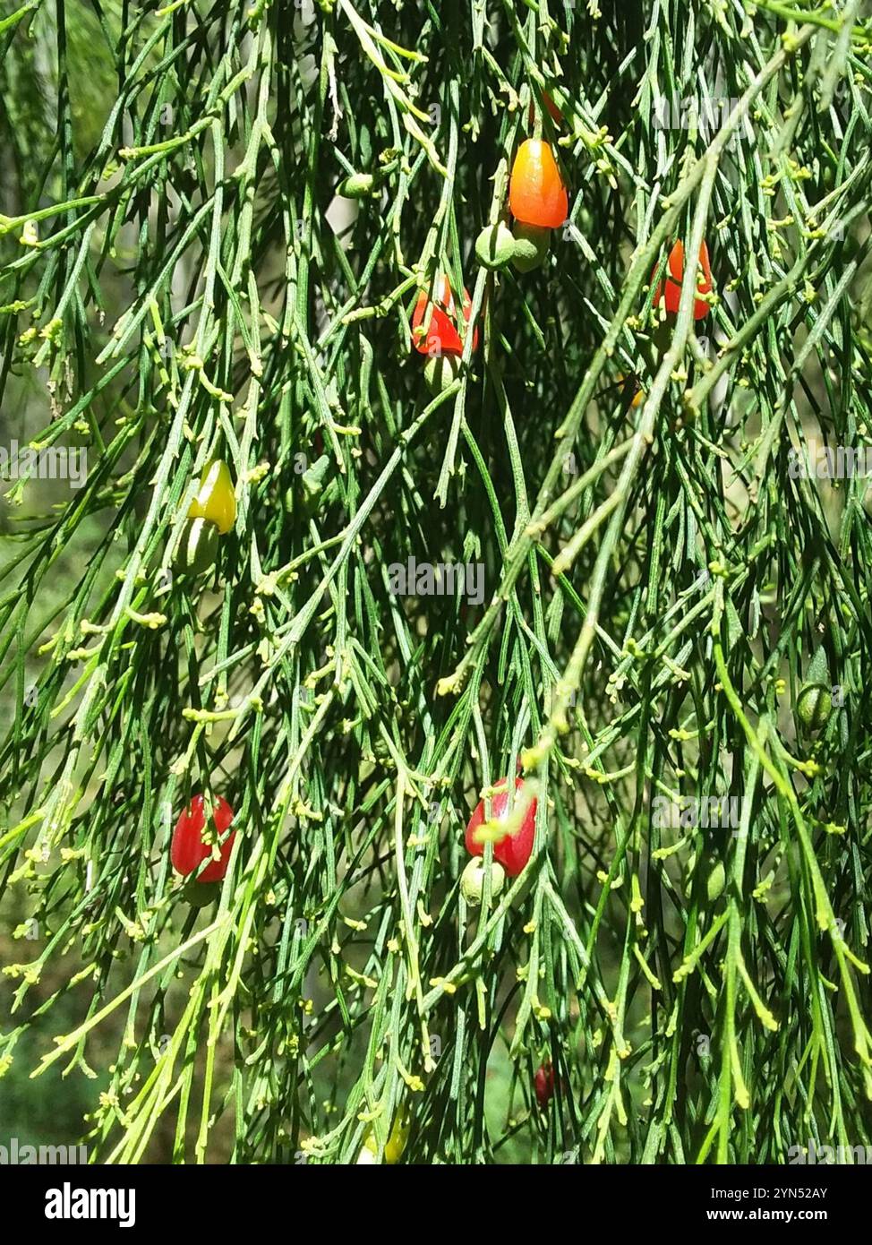 Exocarpos cupressiformis hi-res stock photography and images - Alamy