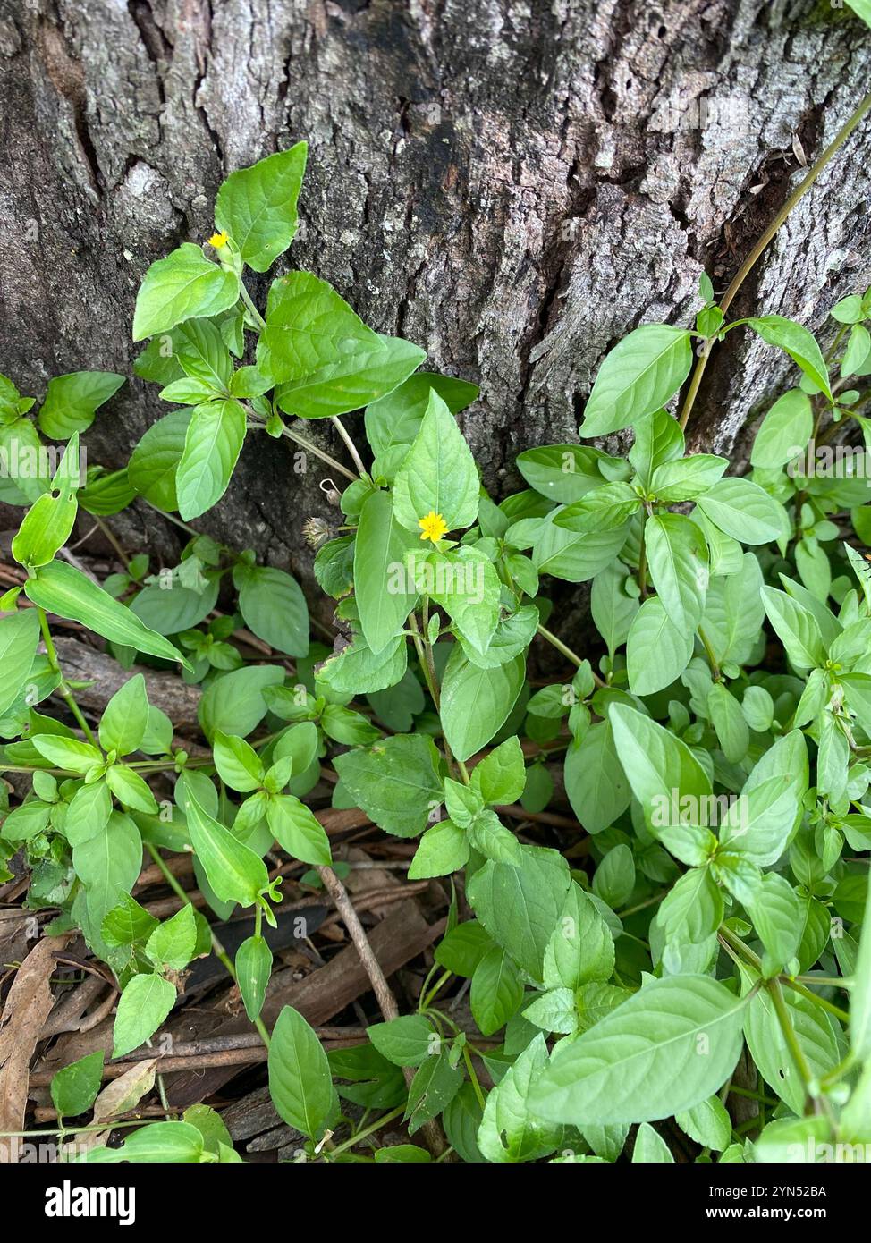 straggler daisy (Calyptocarpus vialis Stock Photo - Alamy