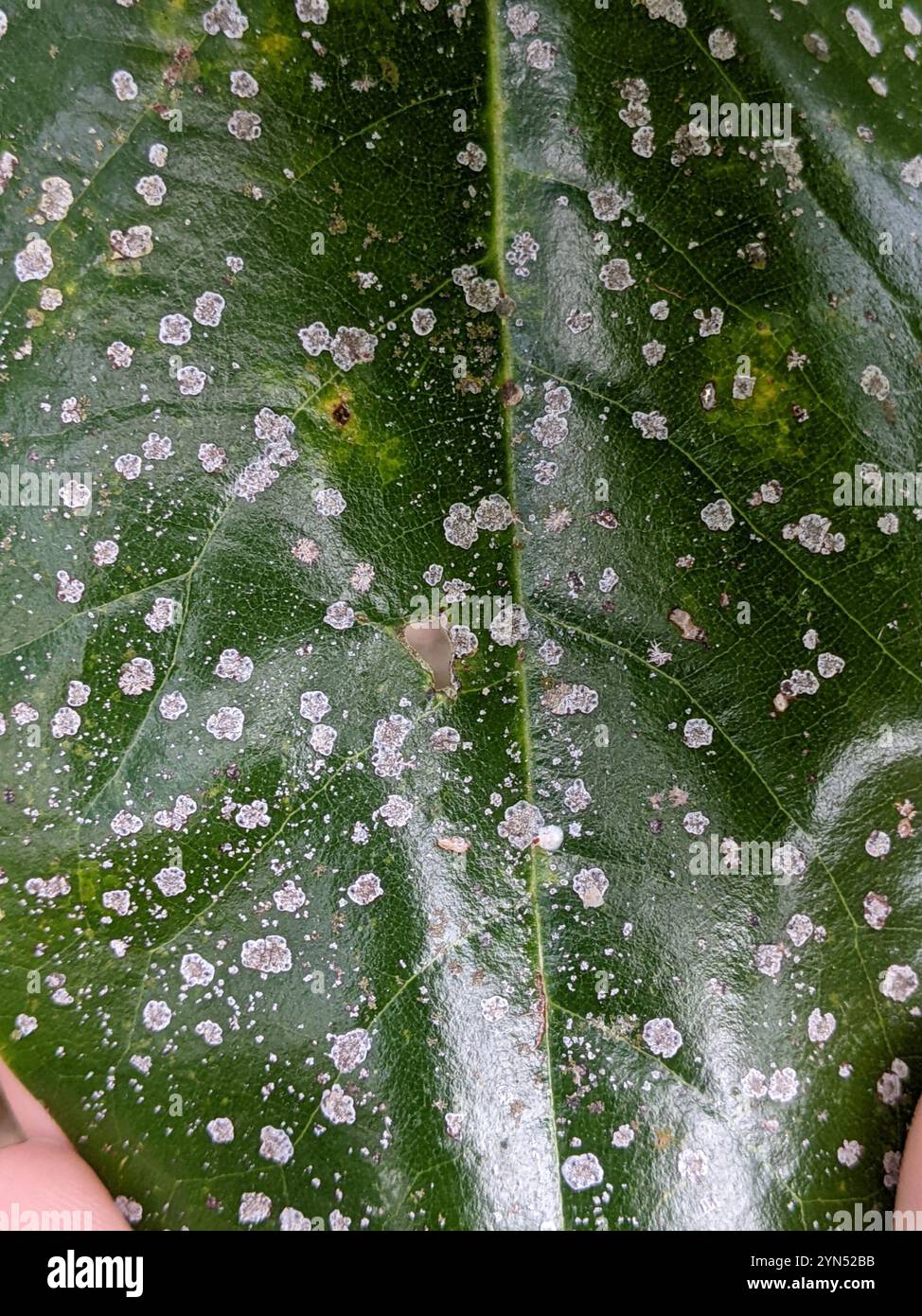 Green Leaf Spots (Strigula smaragdula Stock Photo - Alamy