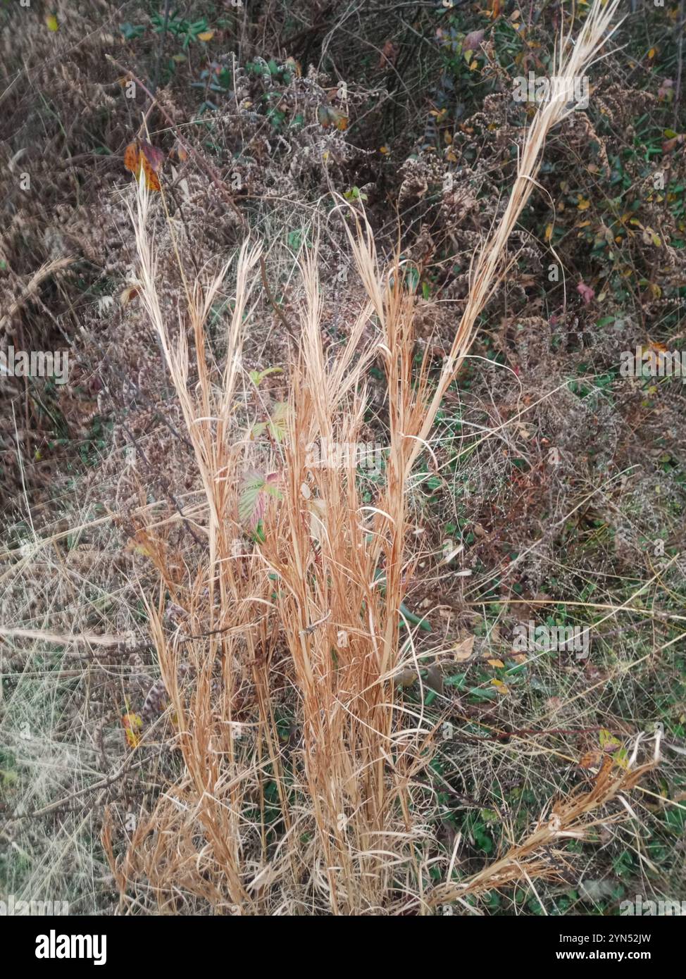 Broomsedge bluestem hi-res stock photography and images - Alamy